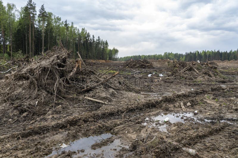 A Section of Forest after Deforestation, Deforestation for Construction ...
