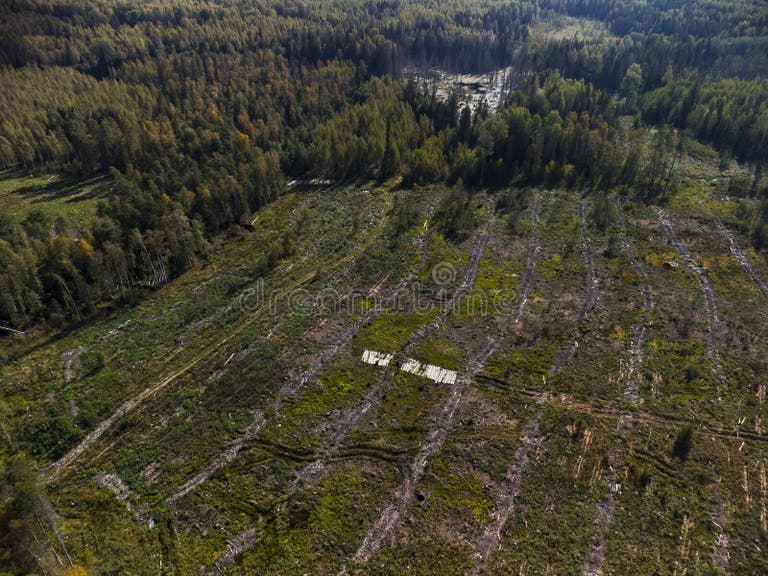 A Section of the Forest Stripped Bare of Trees, Left Desolate in the ...