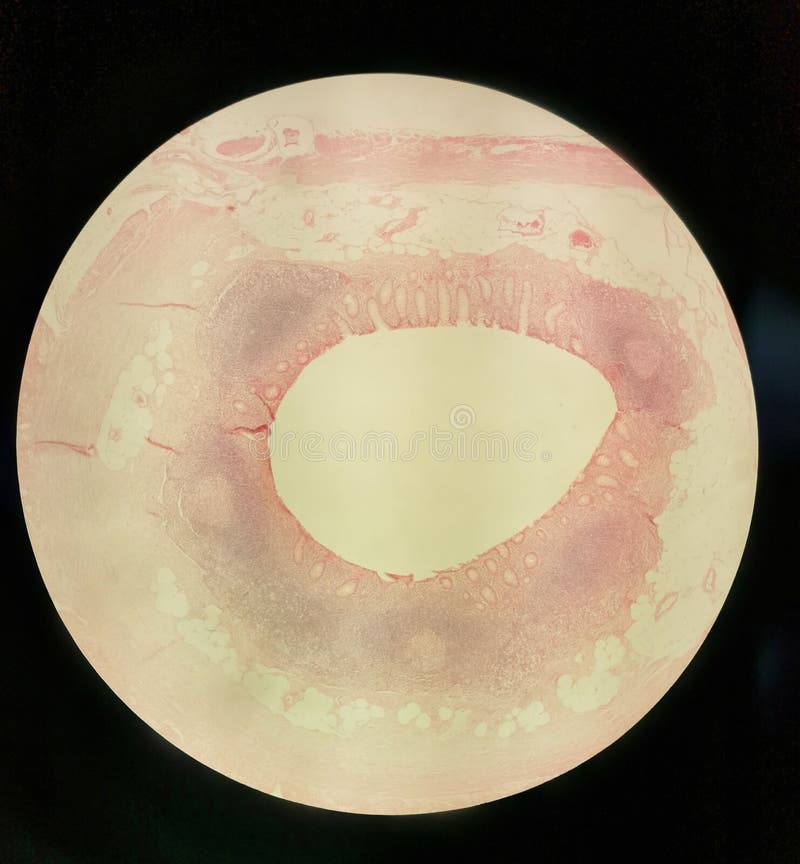 X4 Face Stock Photos - Free & Royalty-Free Stock Photos from Dreamstime