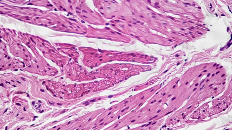 Section of Human Large Intestine Magnified Under Microscope 400x Filmed ...