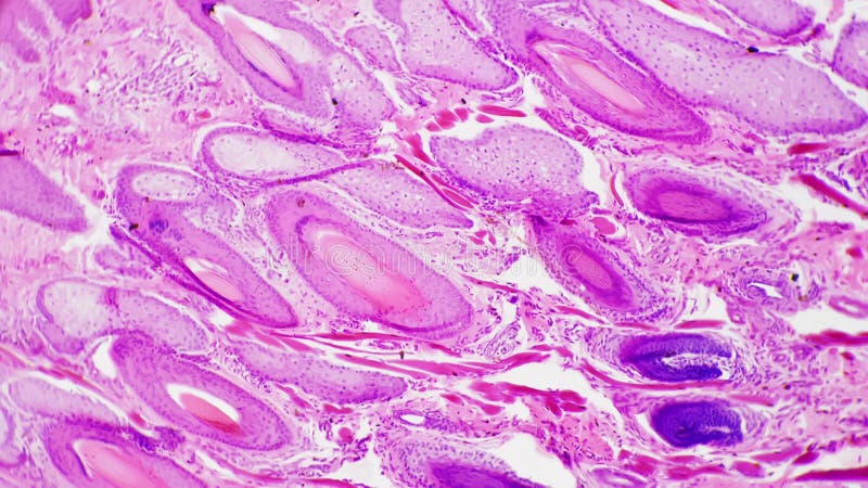 Section of Human Lip Filmed Under Light Micrograph with High ...