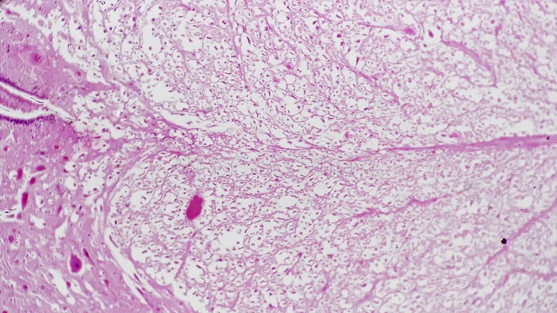 Light Micrograph Taken at 400x Magnification Showcases the Cortex of ...