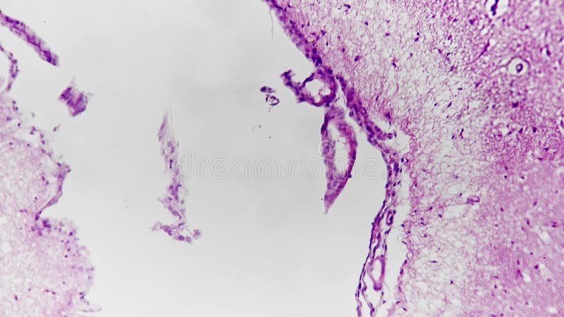 Section of Human Large Intestine Magnified Under Microscope 400x Filmed ...