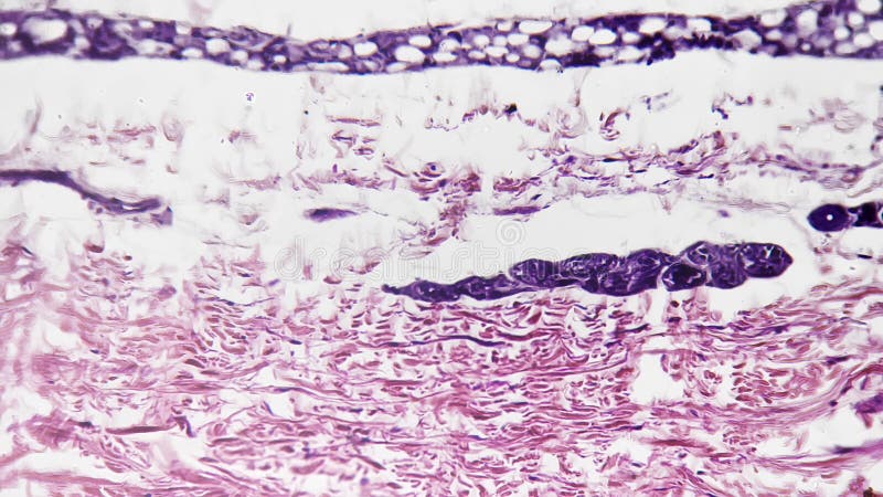 Section of Human Sensory Cortex Filmed Under Microscope 200x on Bright ...