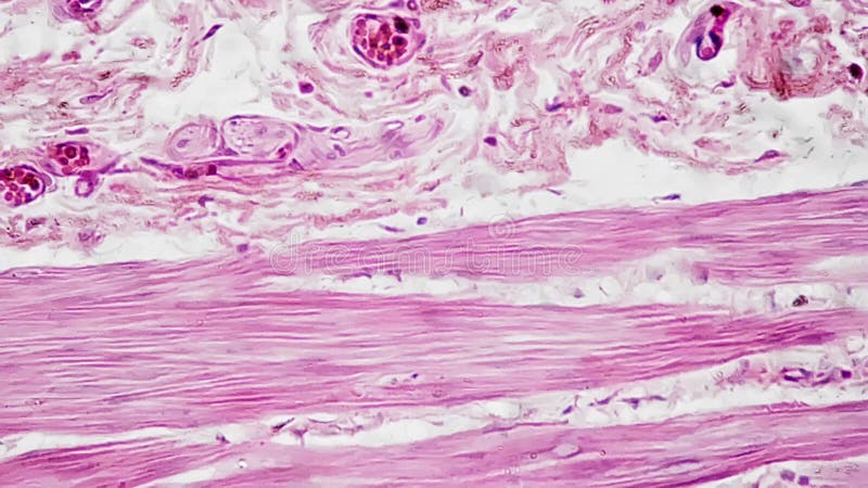 Section of Human Large Intestine Magnified Under Microscope 100x Filmed ...