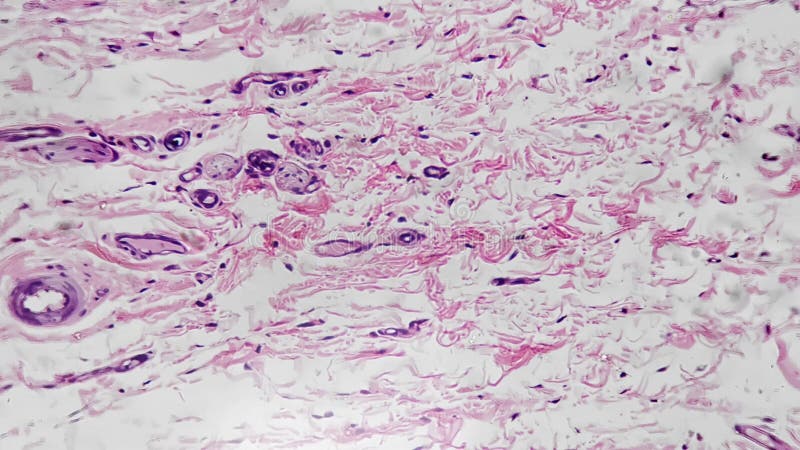 Section of Human Large Intestine Magnified Under Microscope 400x Filmed ...