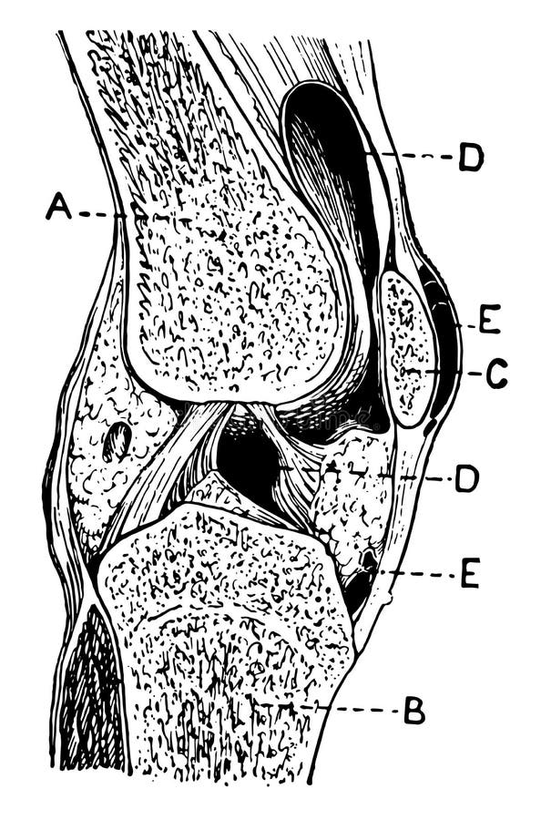 Section of the Knee, Vintage Illustration Stock Vector - Illustration ...