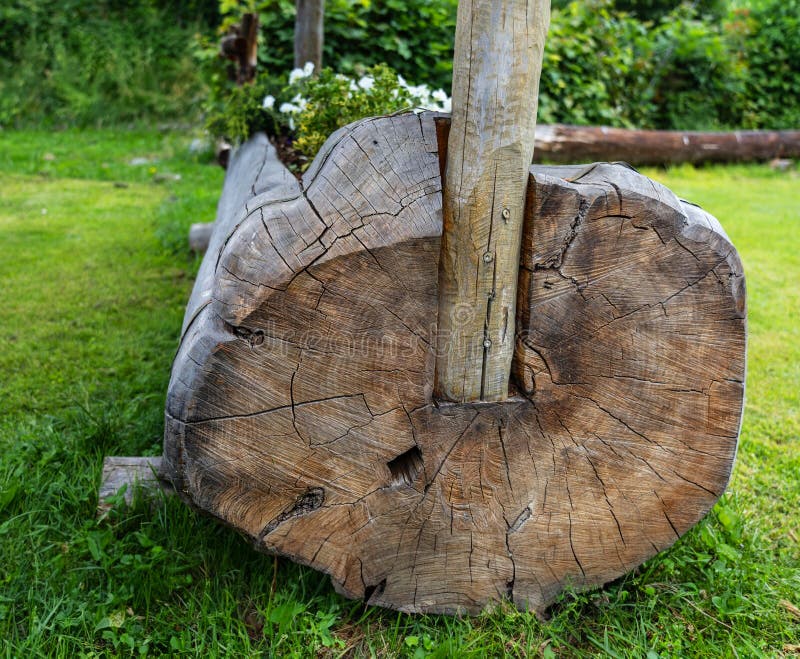 Section of a Large Tree Trunk Showing All Its Grain, Stock Image ...