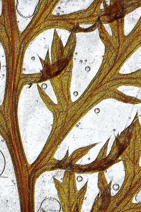 Microscopic leaf section stock image. Image of macro - 19866439