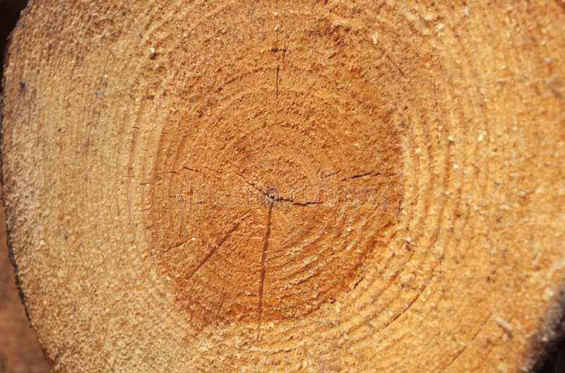 Section of a Log with Texture, Ring, Cracks Stock Image - Image of pine ...