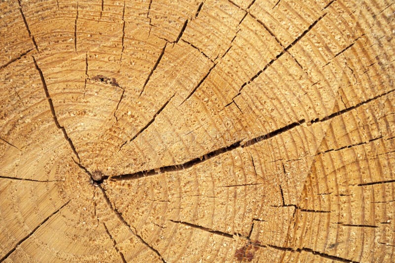 Section of a Log with Texture, Ring, Cracks Stock Photo - Image of ...