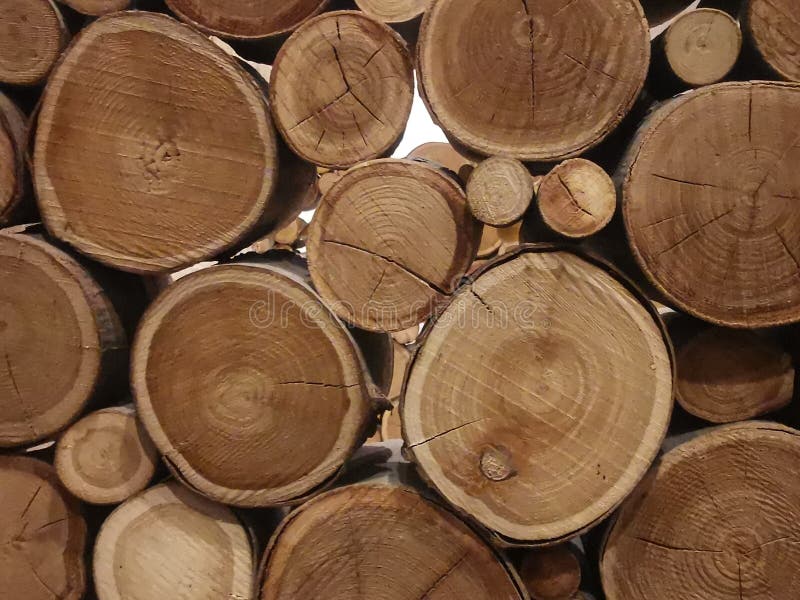 Section through Logs and Branches Showing Woodgrain Stock Image - Image ...