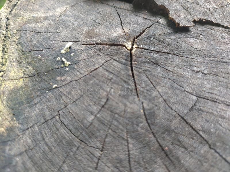 A Section of a Mango Tree Trunk that Looks Characteristic Stock Photo ...