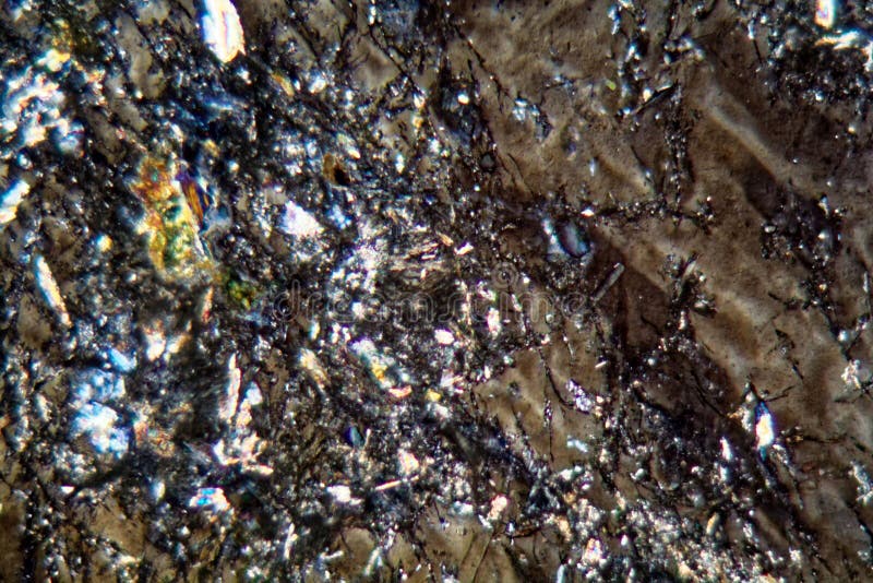 Section Mince De Chaux De Nummulite Sous Le Microscope Photo stock ...