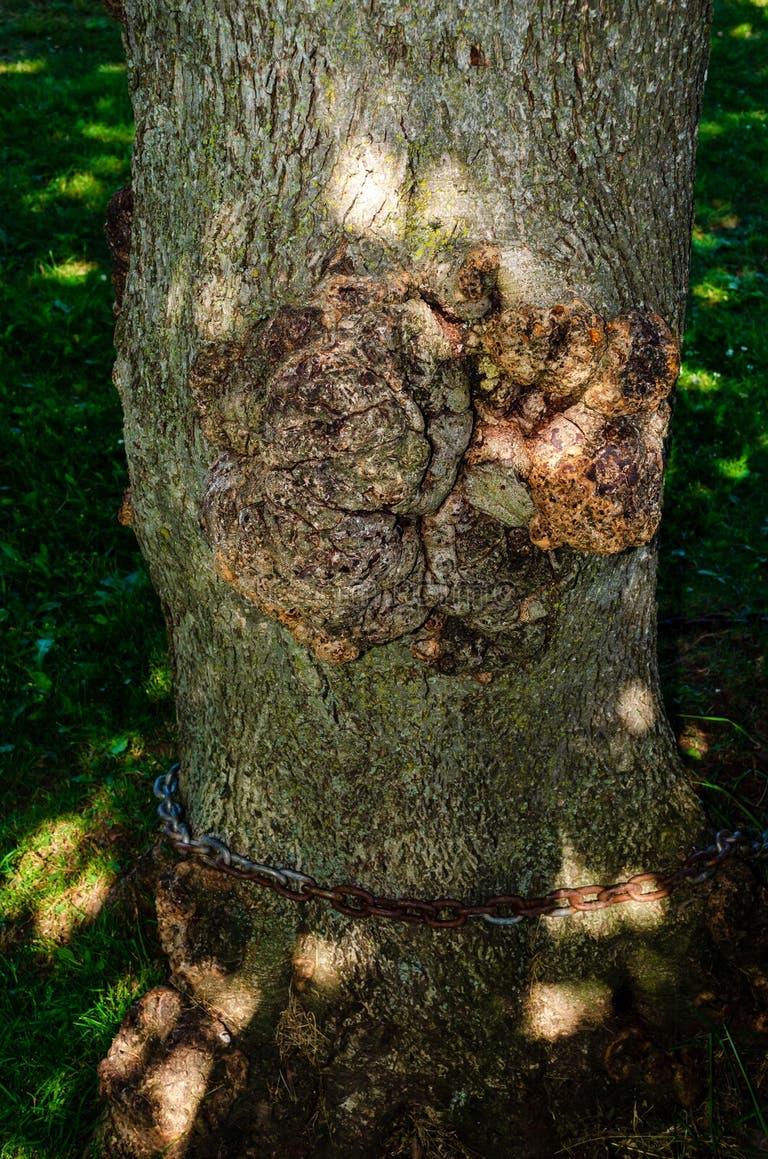 Large Tree Burl Table Stock Photos - Free & Royalty-Free Stock Photos ...