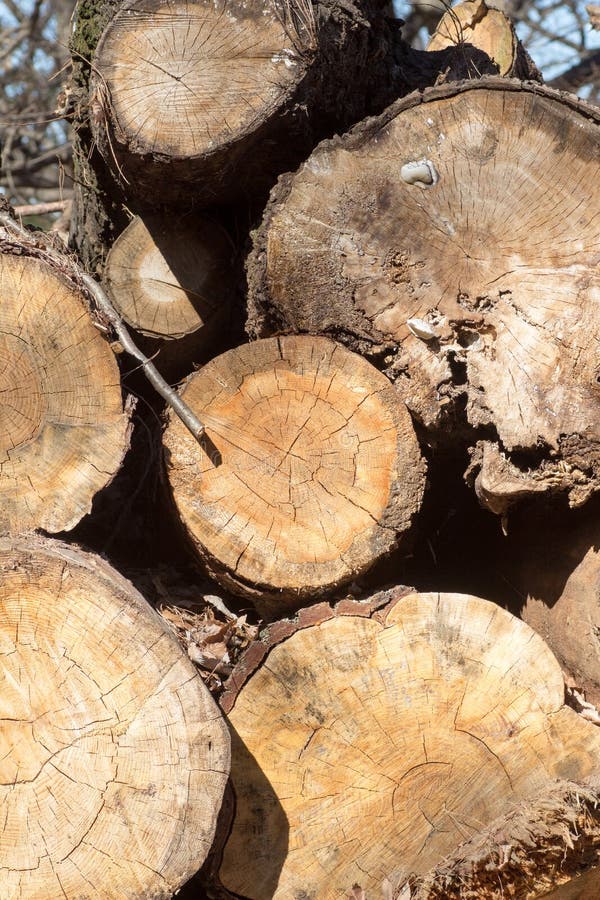 Section of old tree stock image. Image of texture, japan - 91700317