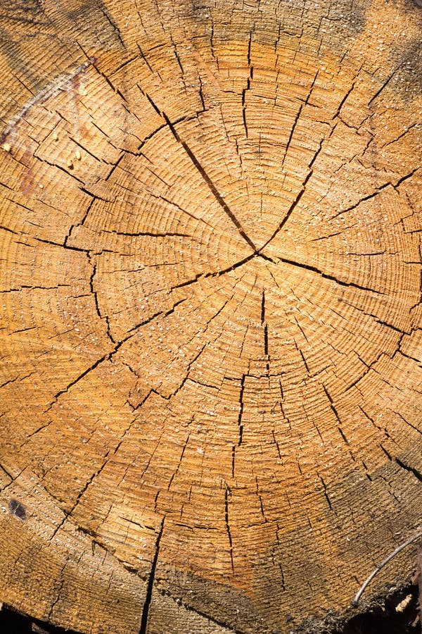 Section of old tree stock photo. Image of closeup, japanese - 91700512