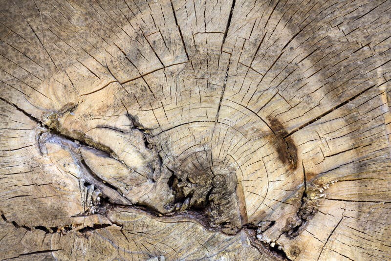 The Section of the Old Tree Trunk Stock Image - Image of forest, stump ...