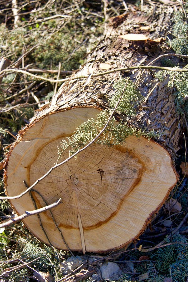 Section of Old Tree Trunk with Concentric Rings Stock Image - Image of ...