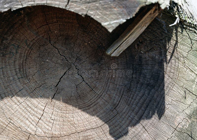 Section of the Old Wooden Trunk with Annual Rings Beautiful Patterns ...