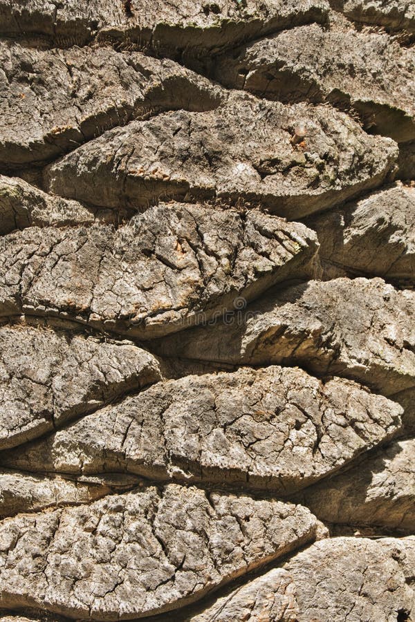 Palm trunk shape stock photo. Image of plant, curve - 121398836