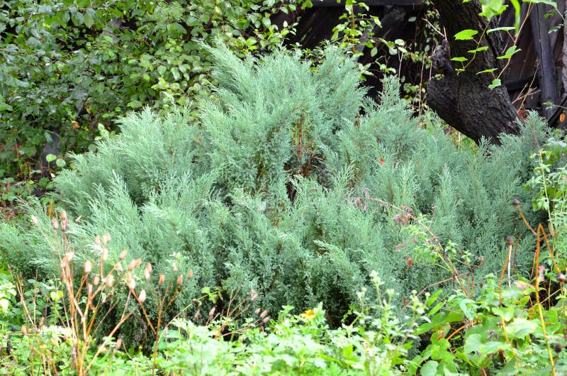 The juniper bush. stock photo. Image of color, leaf - 126667328