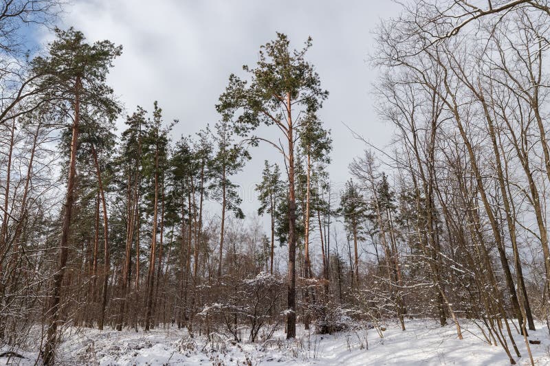 Section of Pine and Deciduous Forest after the Snowfall Stock Photo ...