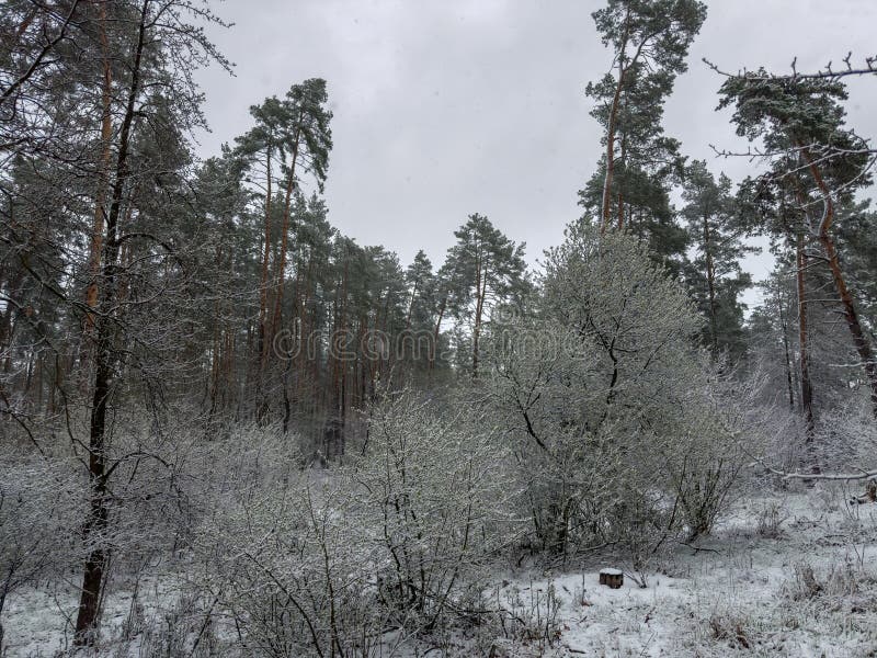 Section of Pine and Deciduous Forest during the Spring Snowfall Stock ...