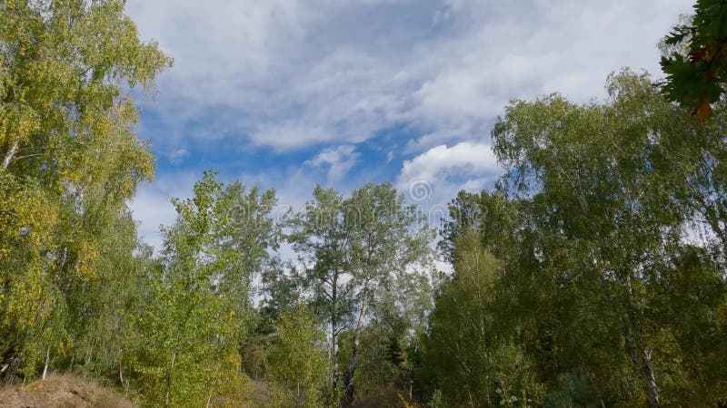 Section of Forest in Sunny Windy Weather in Autumn Stock Video - Video ...