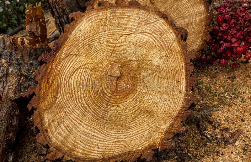 Section of Pine Trunk Cut with Its Rings Stock Image - Image of core ...