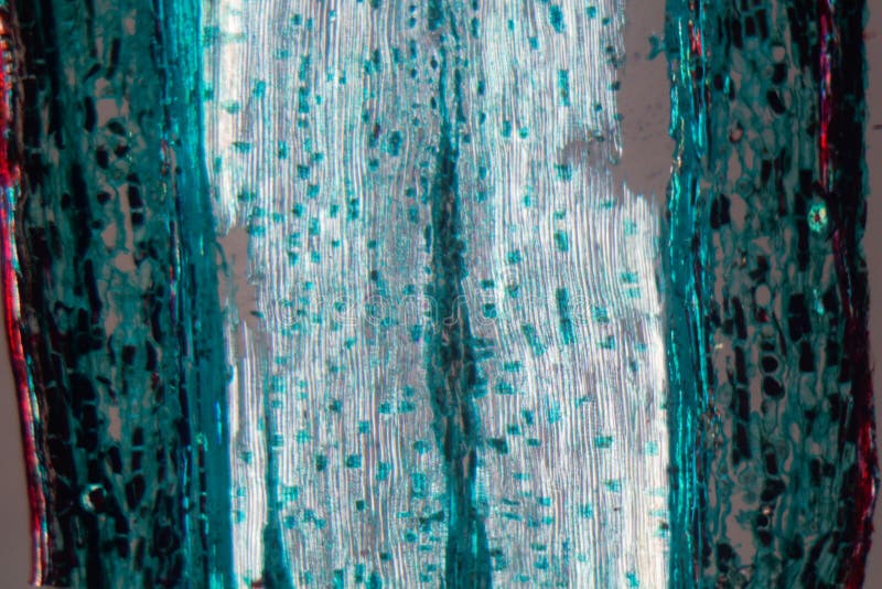 Pine Wood Under Microscope Stock Photos - Free & Royalty-Free Stock ...