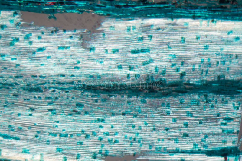 Pine Wood Under the Microscope Stock Photo - Image of nature, cross ...