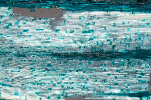 Pine Wood Under the Microscope Stock Photo - Image of nature, cross ...