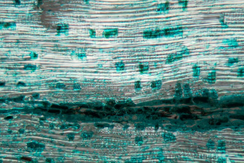 Pine Wood Under the Microscope Stock Photo - Image of microscope ...