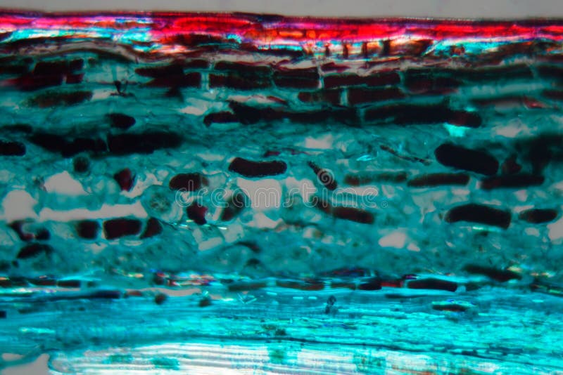 Pine Wood Under the Microscope Stock Photo - Image of background ...