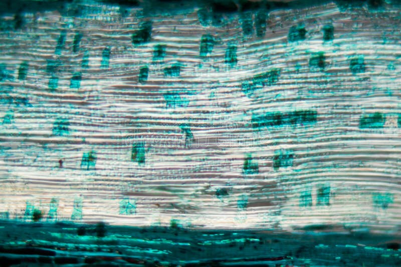 Pine Wood Under the Microscope Stock Photo - Image of light, detail ...