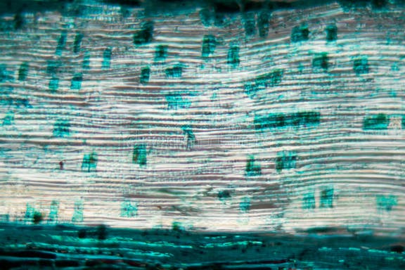 Pine Wood Under the Microscope Stock Photo - Image of light, detail ...