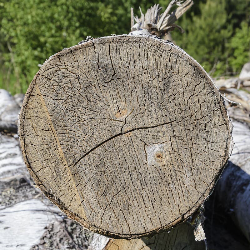 Section Ronde D'un Tronc D'arbre Image stock - Image du pile ...