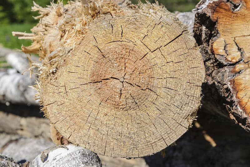 Section Ronde D'un Tronc D'arbre Image stock - Image du histoire ...