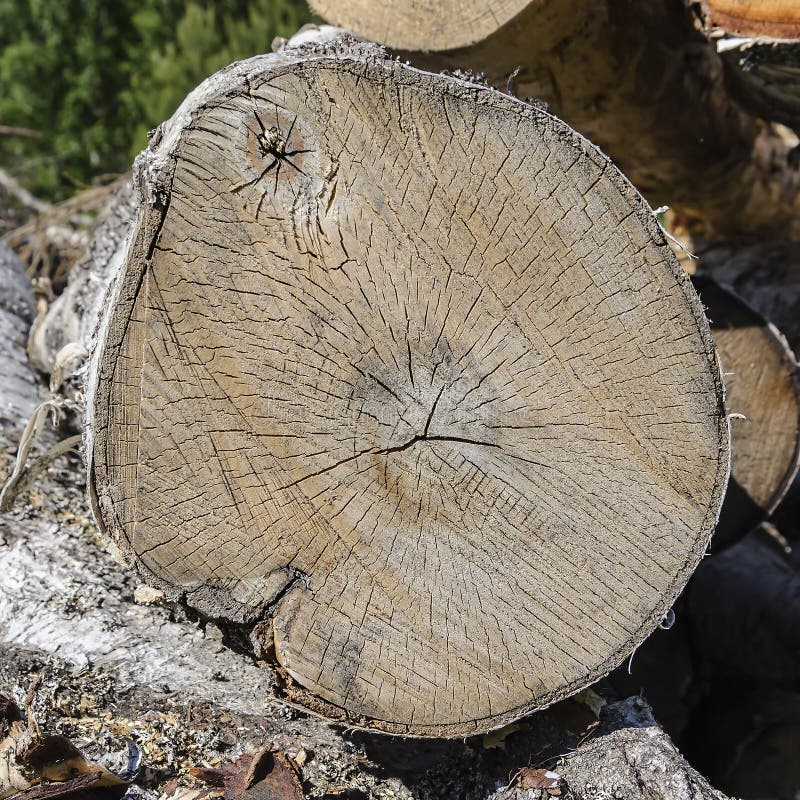 Section Ronde D'un Tronc D'arbre Photo stock - Image du industriel ...