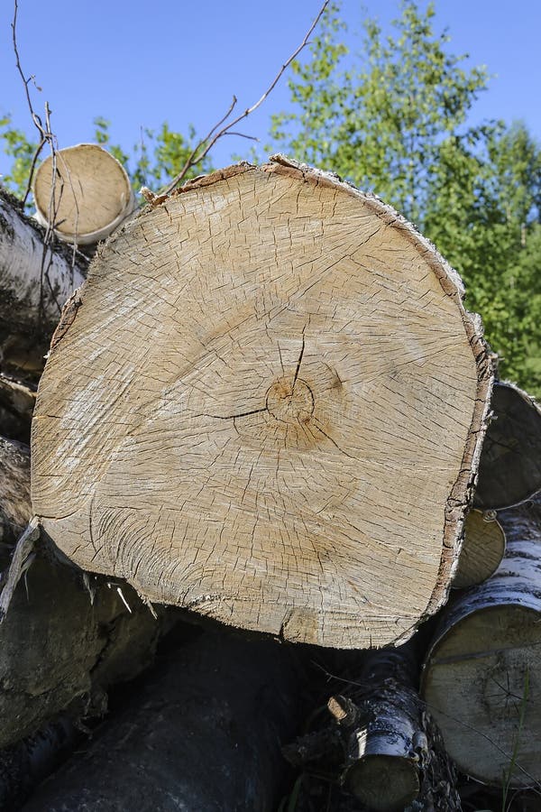 Section Ronde D'un Tronc D'arbre Photo stock - Image du couche, chêne ...