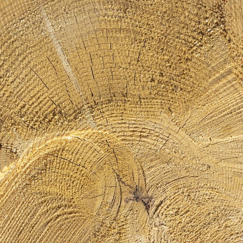 Sawn wood texture stock image. Image of natural, bark - 215063225