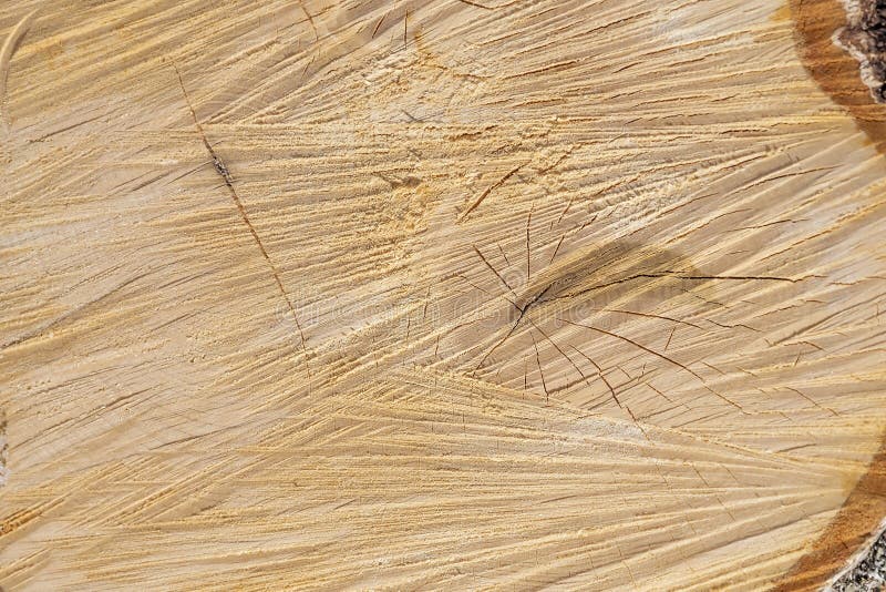 Sawn wood texture stock image. Image of brown, concentric - 215063249