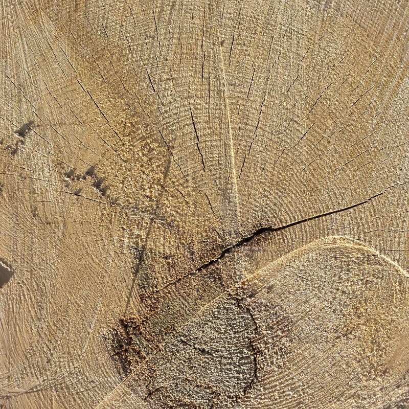 Sawn wood texture stock image. Image of bark, annual - 215576261