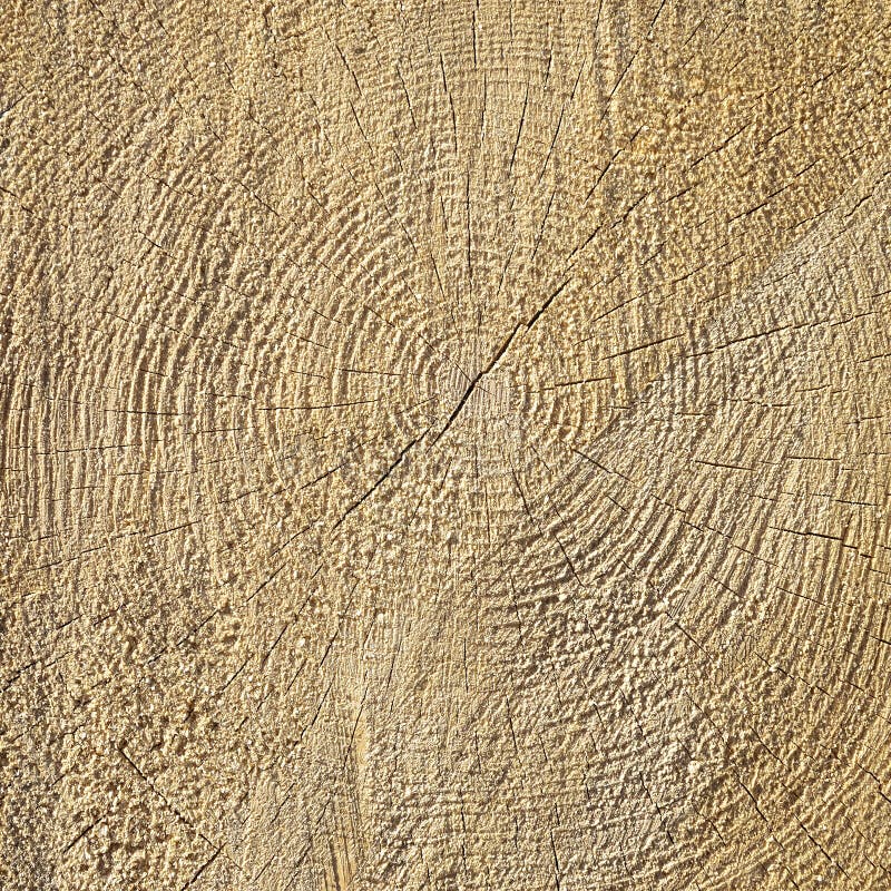 Sawn wood texture stock image. Image of grain, round - 216673865