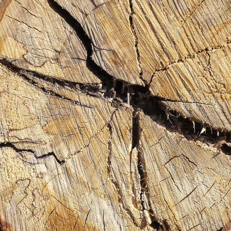 Sawn wood texture stock image. Image of organic, concentric - 216909115