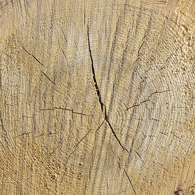 Sawn wood texture stock image. Image of rough, background - 216909131