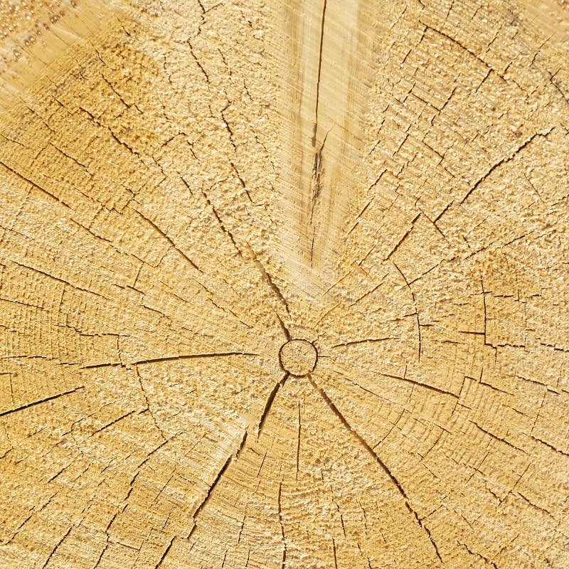 Sawn wood texture stock image. Image of circle, stump - 215862729