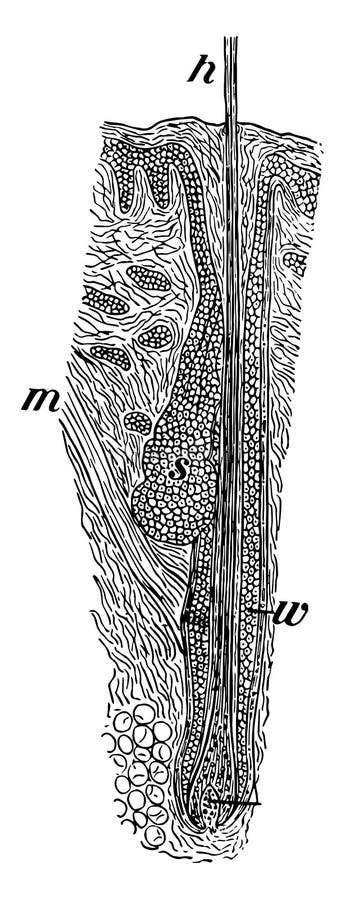 Section of Scalp, Vintage Illustration Stock Vector - Illustration of ...