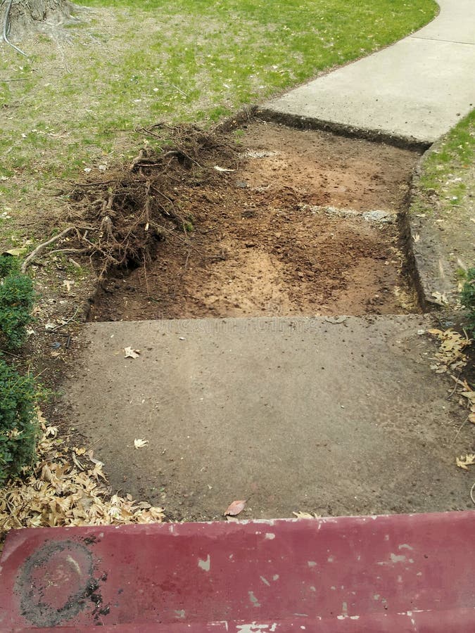 Section of Sidewalk Dug Up with Tree Roots Piled beside Bare Spot in ...